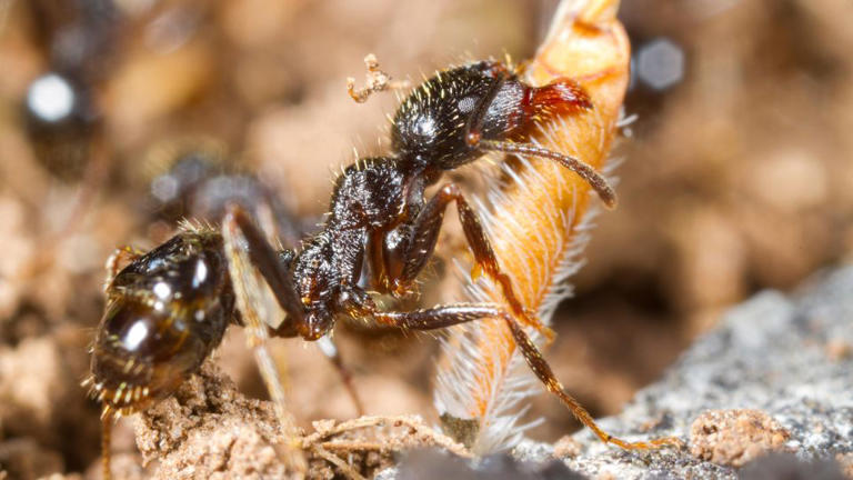 Ant queen gives birth to two different species