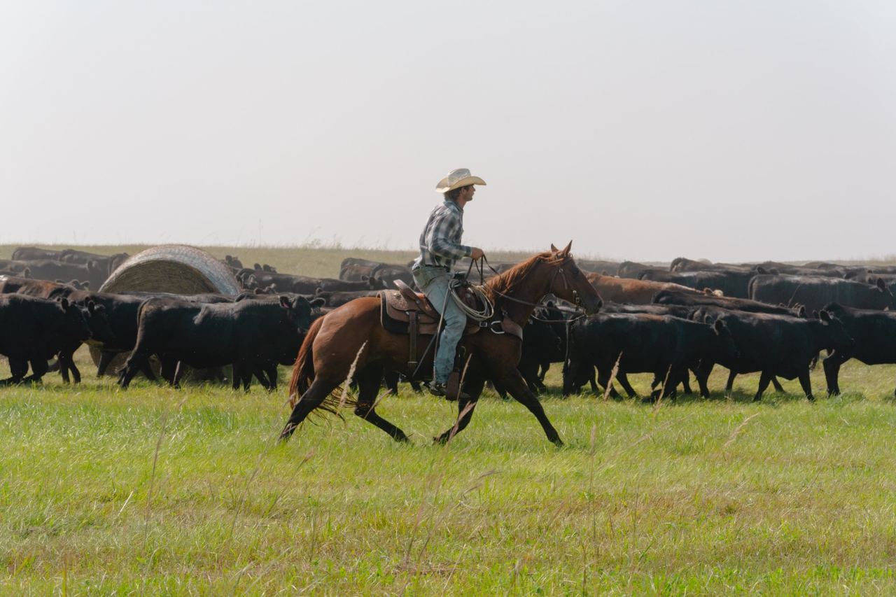 Beef Prices Are at a Record. The Winners: Cattle Ranchers