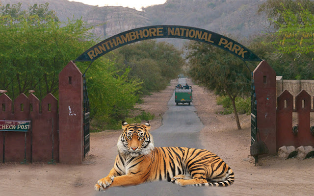 SC judges visit to Ranthambore National Park is seen as rare picnic ...
