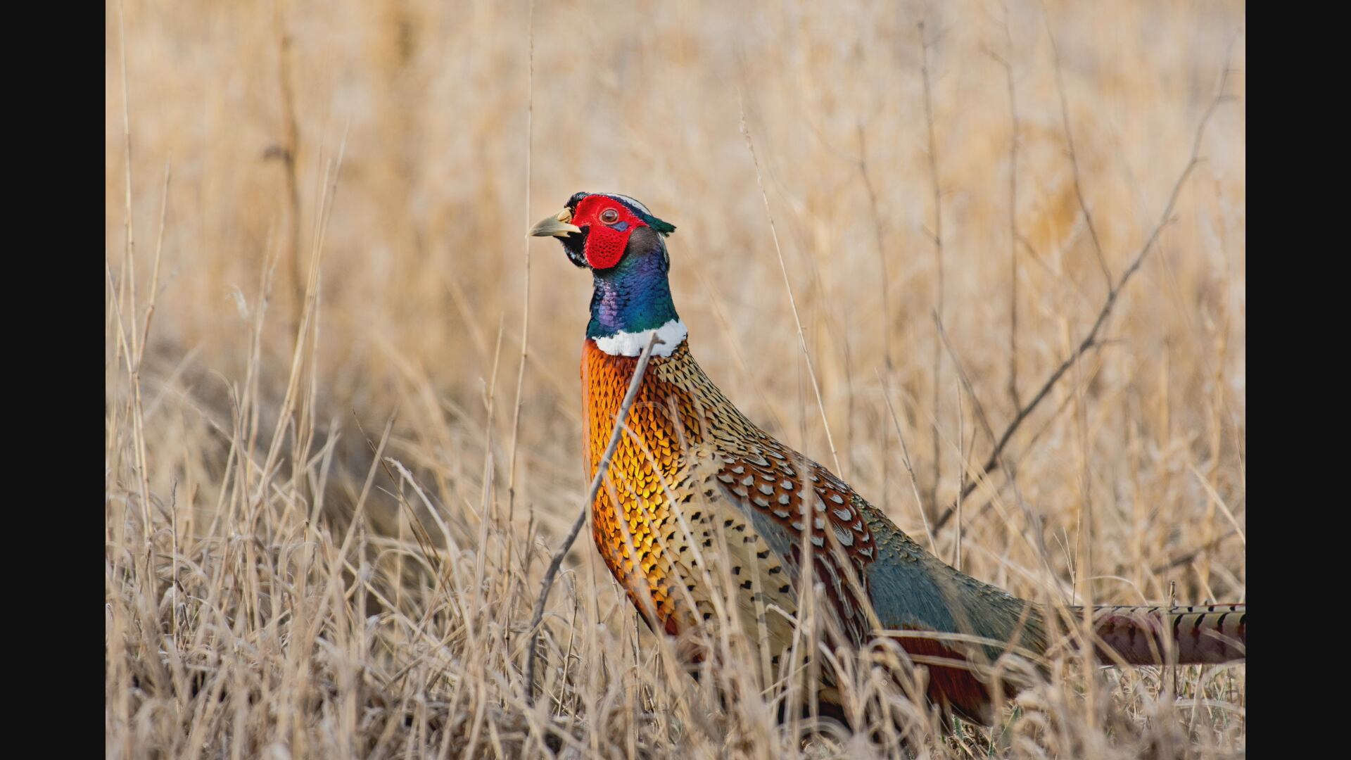 Iowa pheasant population at 20-year high