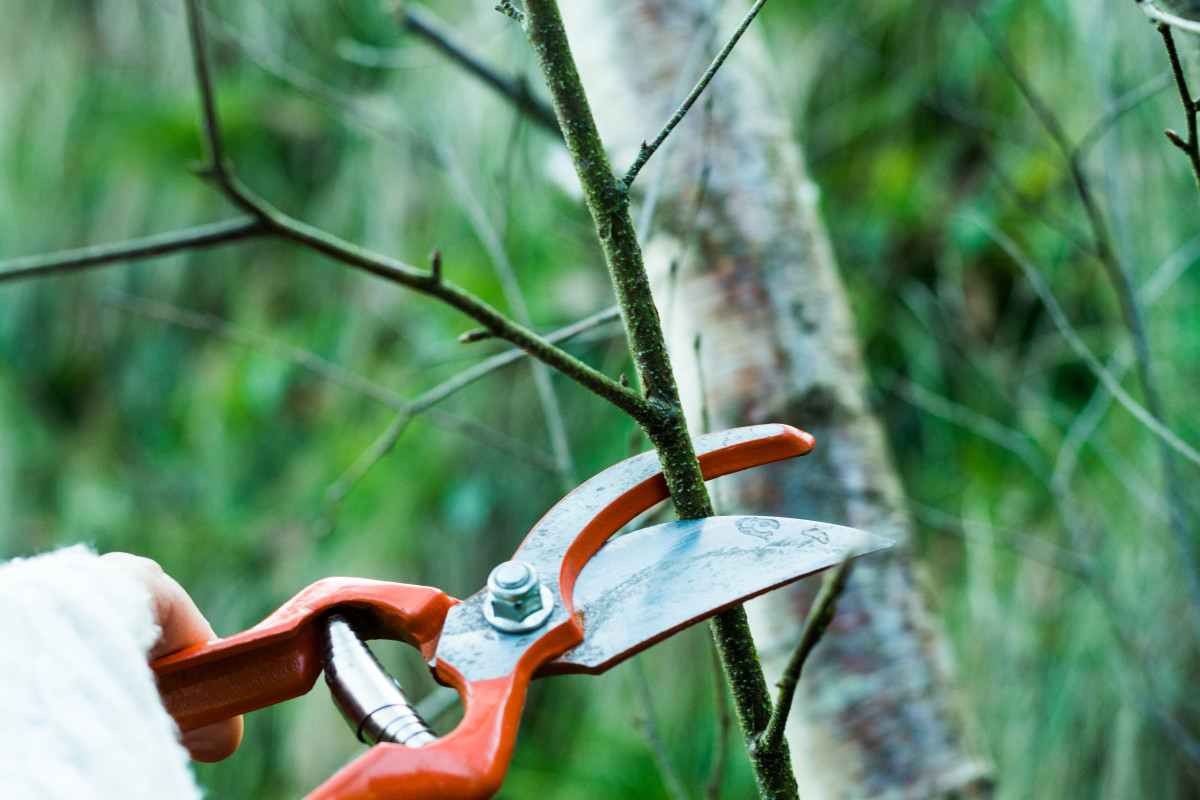 Here's How to Identify Plants That Need Cutting Back This Fall