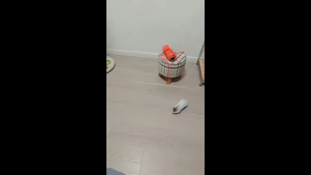 Hamster playfully chases cat around the room in Shanghai, China