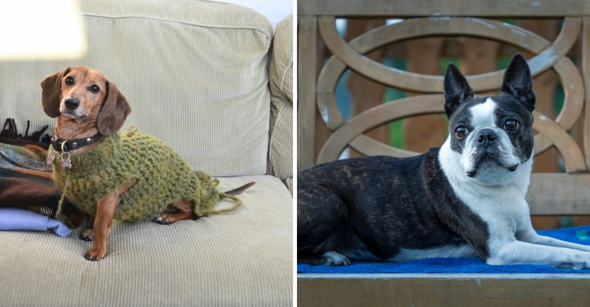 The 12 Dog Breeds That Are Easy To Care For