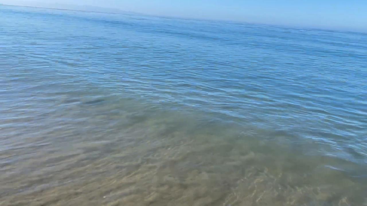 Seal and Dog Play Fetch in the Ocean