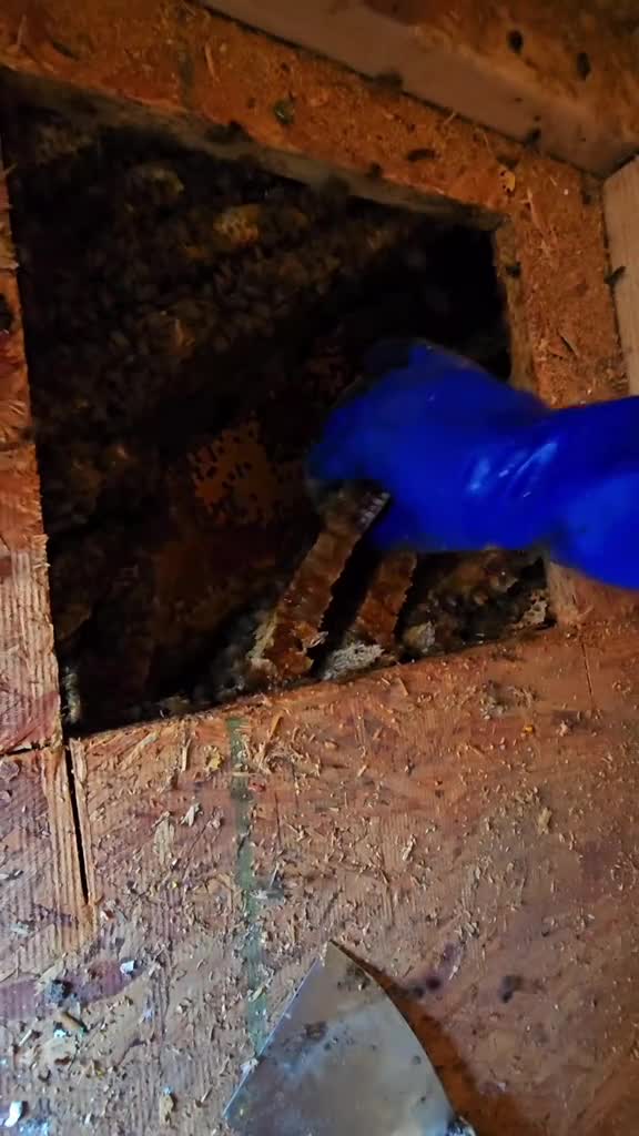 Uncovering a Massive Hidden Beehive Under My Shed Floor