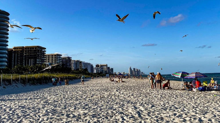 Florida's Hidden Beach Is A Dog-Friendly Miami Escape With Photo-Worthy ...