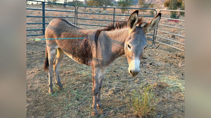 Serial archer shooting donkeys at large in California