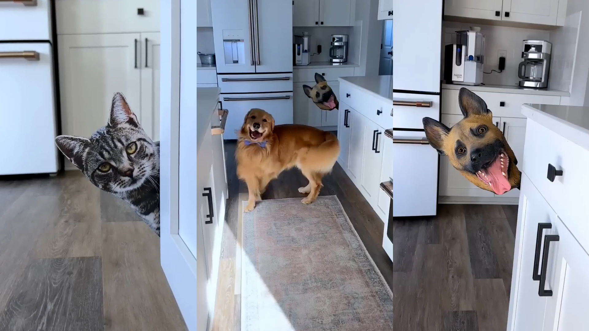 Hilarious Fake Dog Head Prank on Golden Retriever