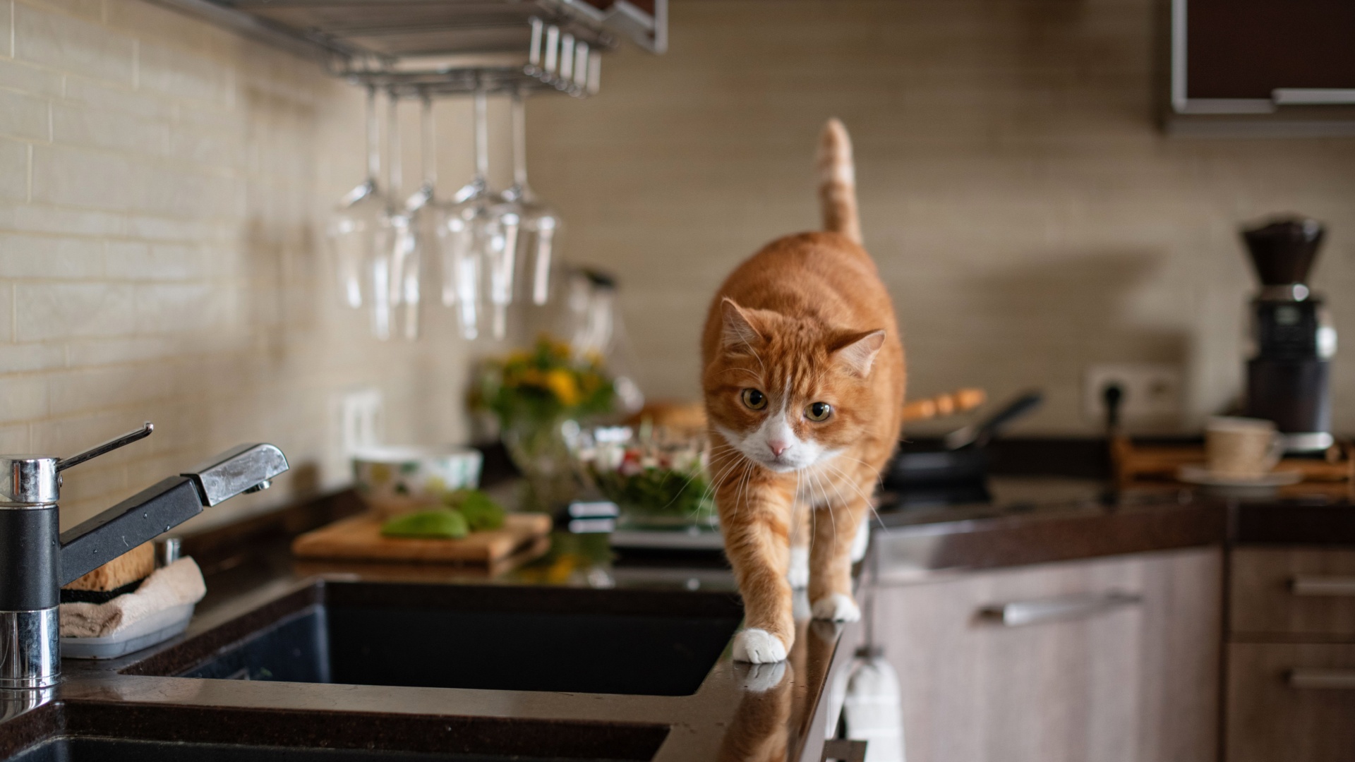 Toxic Foods For Cats That You Might Have In Your Kitchen