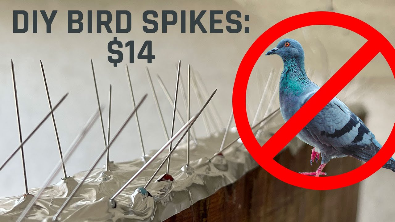 Keep pigeons and birds away with $14 DIY bird spikes