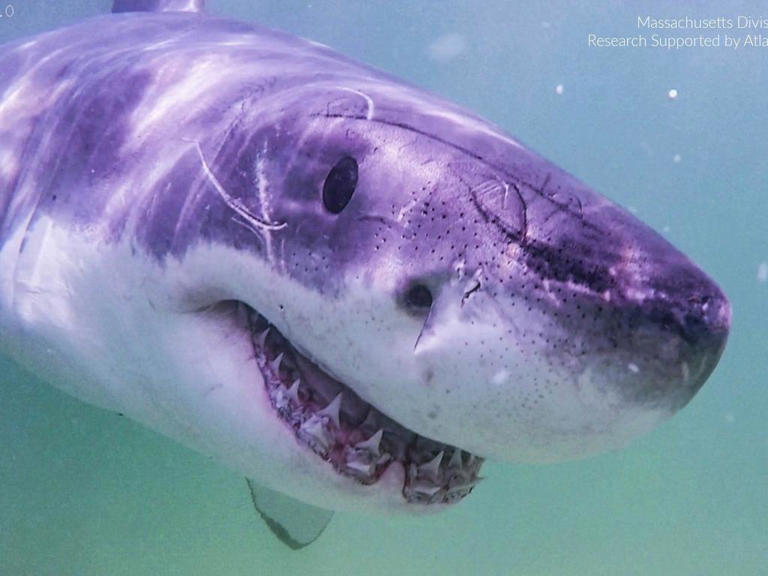 ‘Outdated relic’: Truth about shark nets