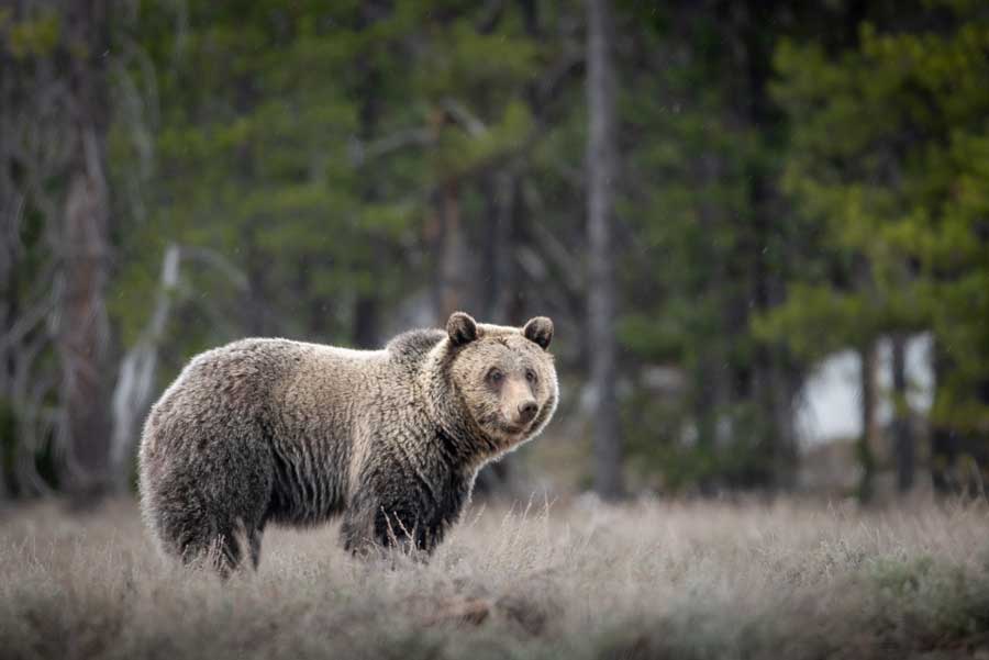 Biologists to begin grizzly bear captures for research in Yellowstone ...