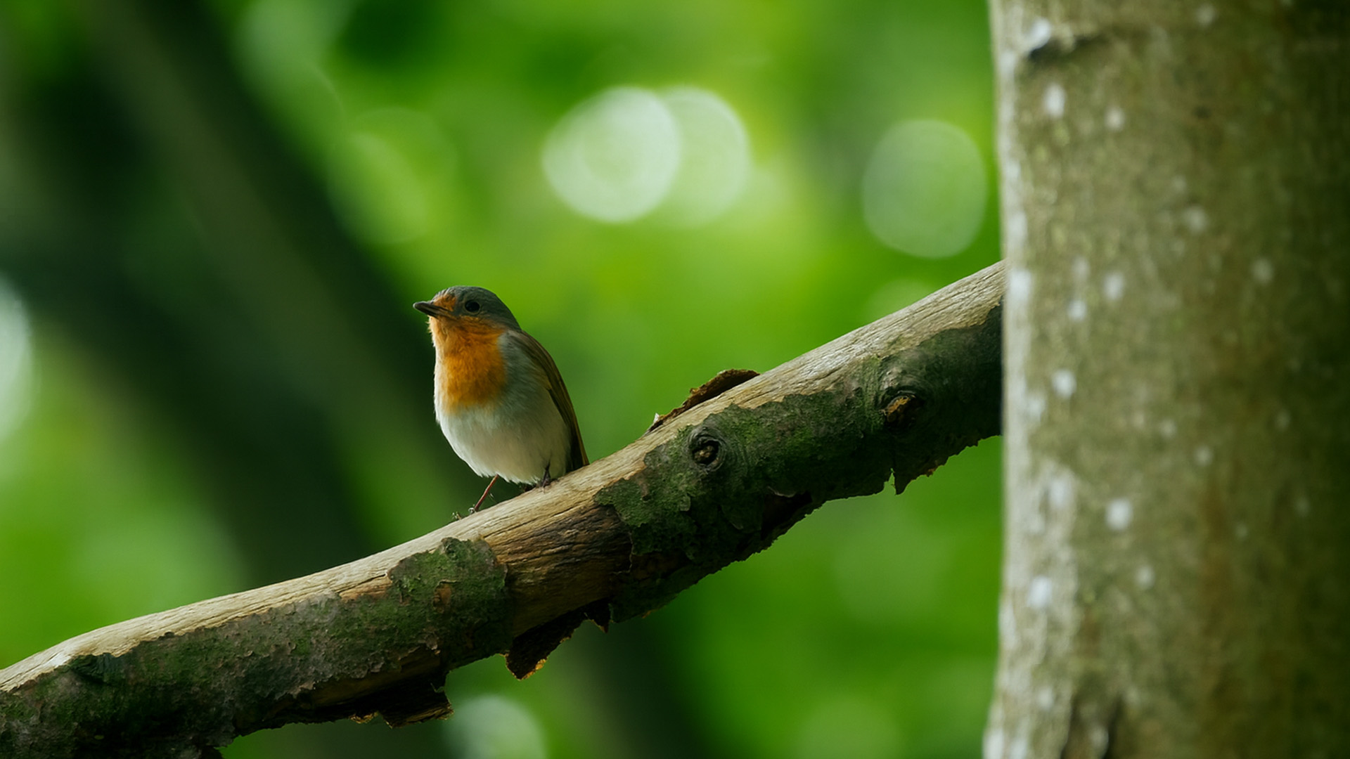 The Flying Songbird in Tree Canopies – Red-breasted Flycatcher