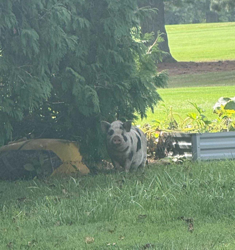 Manor Township police team up with rescue, try to trap pigs on the loose