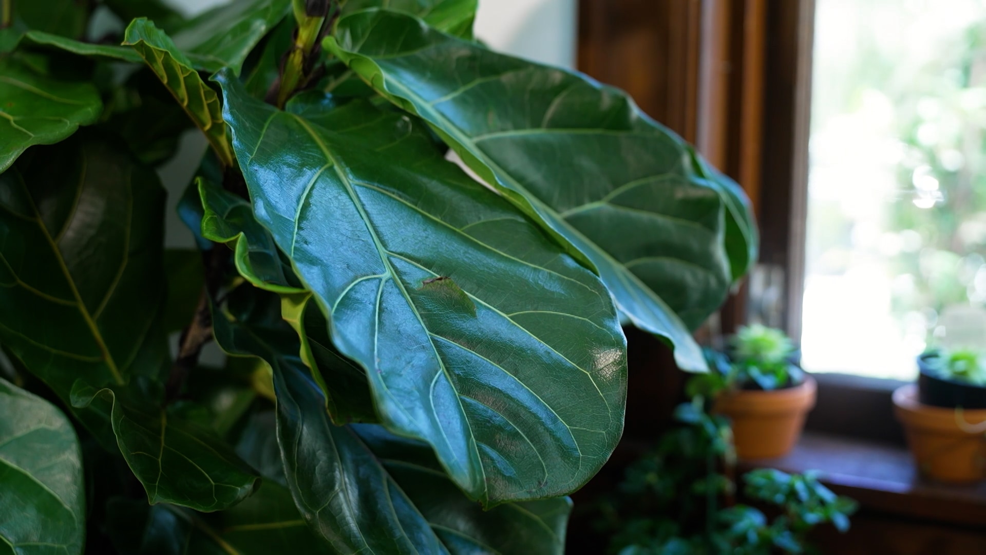 How to give your indoor plants a spring clean