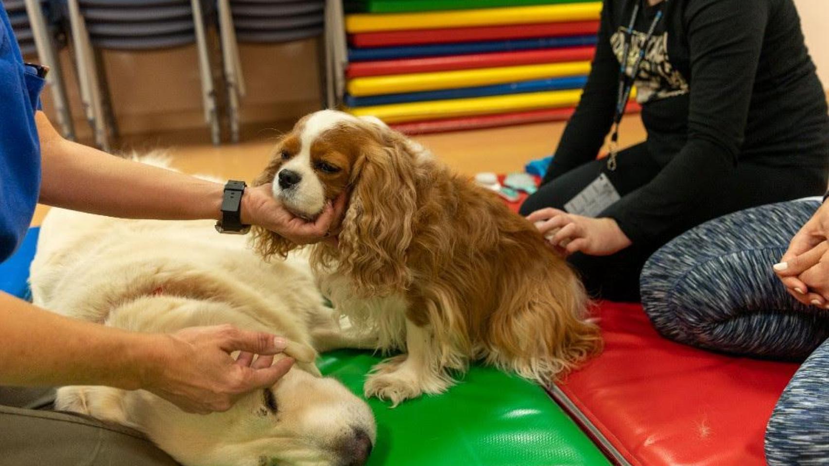 La veterinaria Sònia Sáez sobre el programa de terapia con perros ...