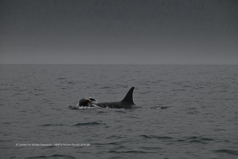 Southern Resident orca J36 loses newborn calf