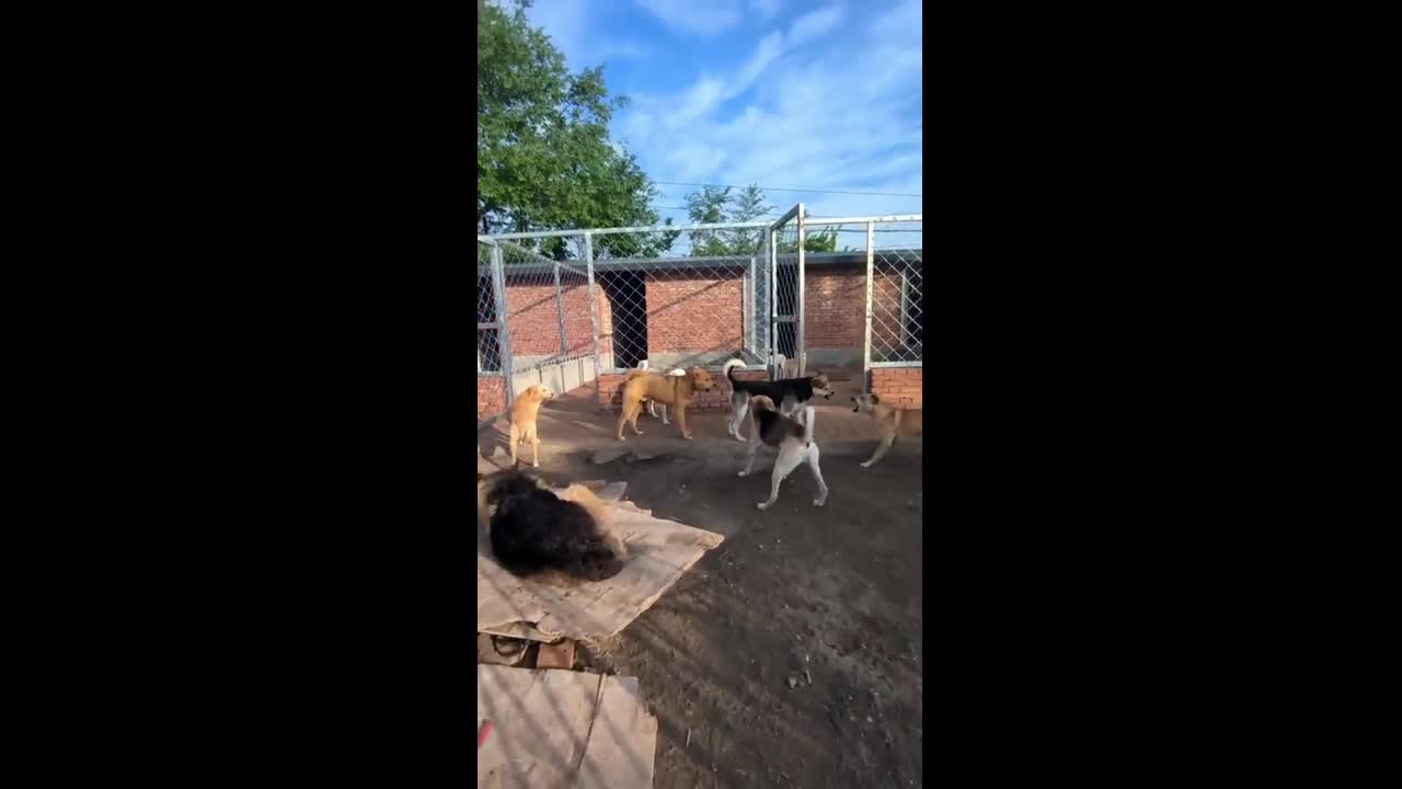 Pack leader calmly breaks up barking match between dogs