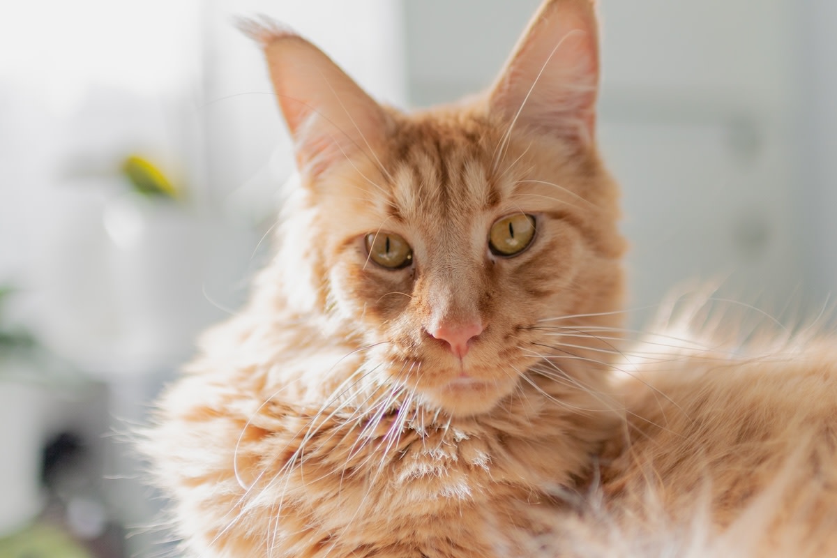 Orange Female Maine Coon Cat's Majestic Stature Makes Her a Legit Queen