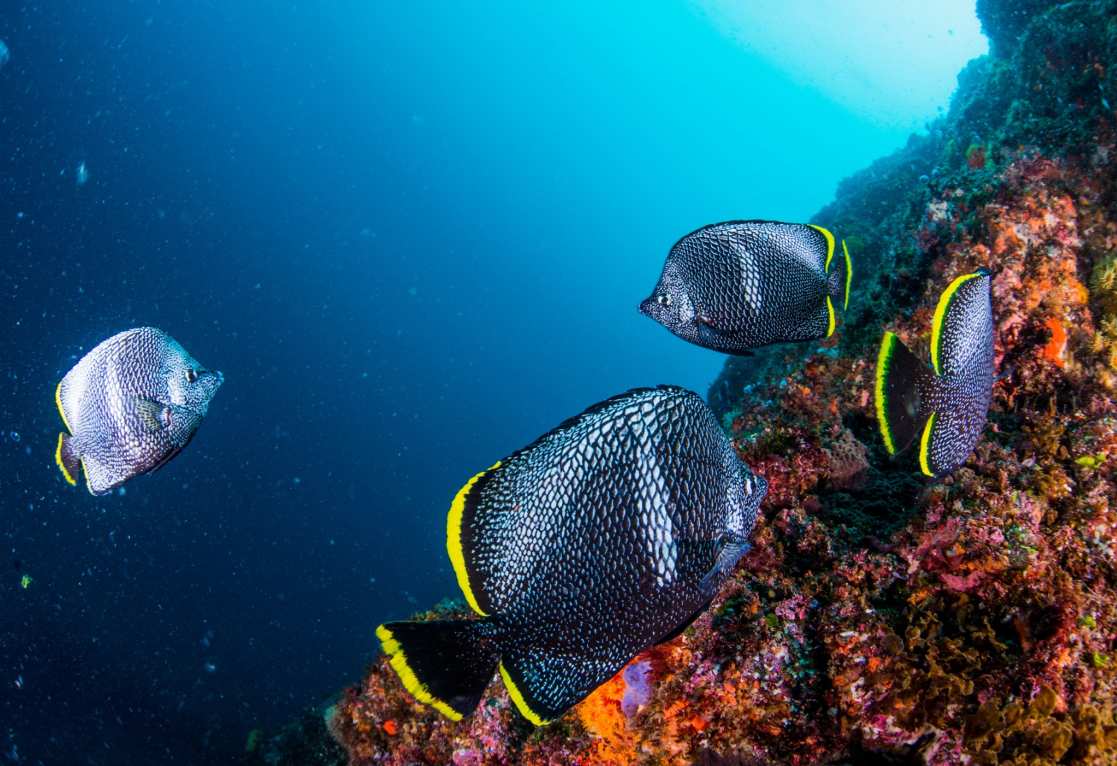 Rare Aquarium Fish Worth Fortunes