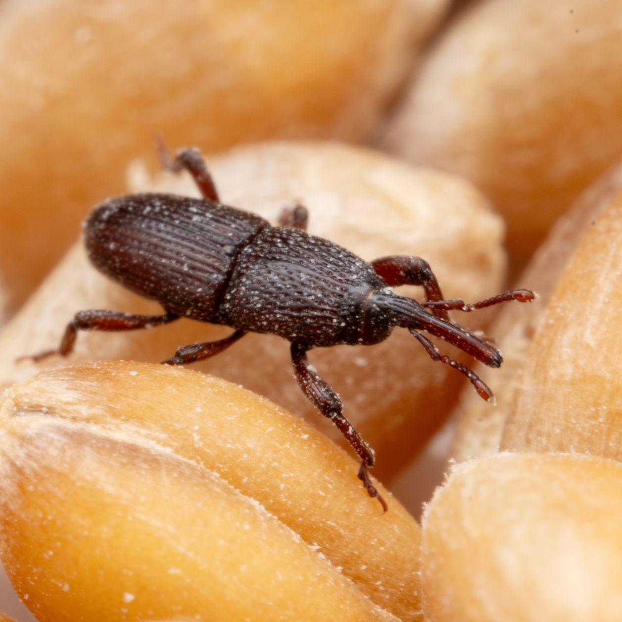 Comme les mites alimentaires, ces insectes peuvent s'infiltrer dans vos ...