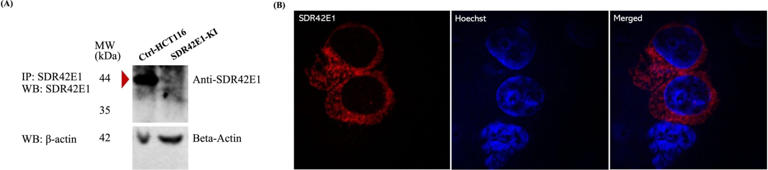 Gene discovery could lead to new treatments for cancer and other ...