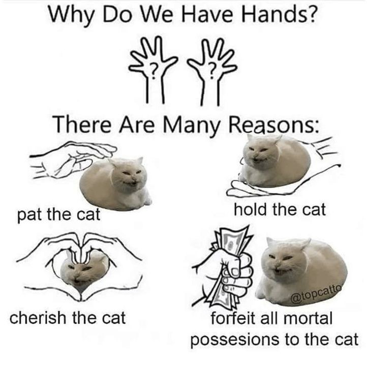 Hilarious Cat Memes That Will Brighten Your Day