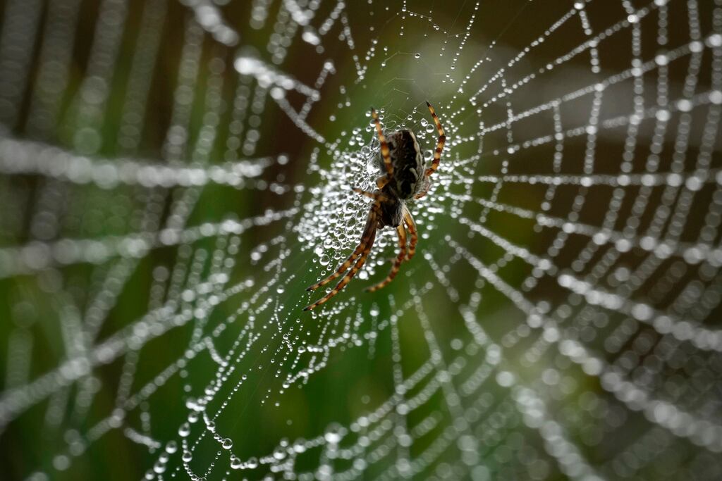 Spider season arrives in Western WA: Why webs are everywhere this fall