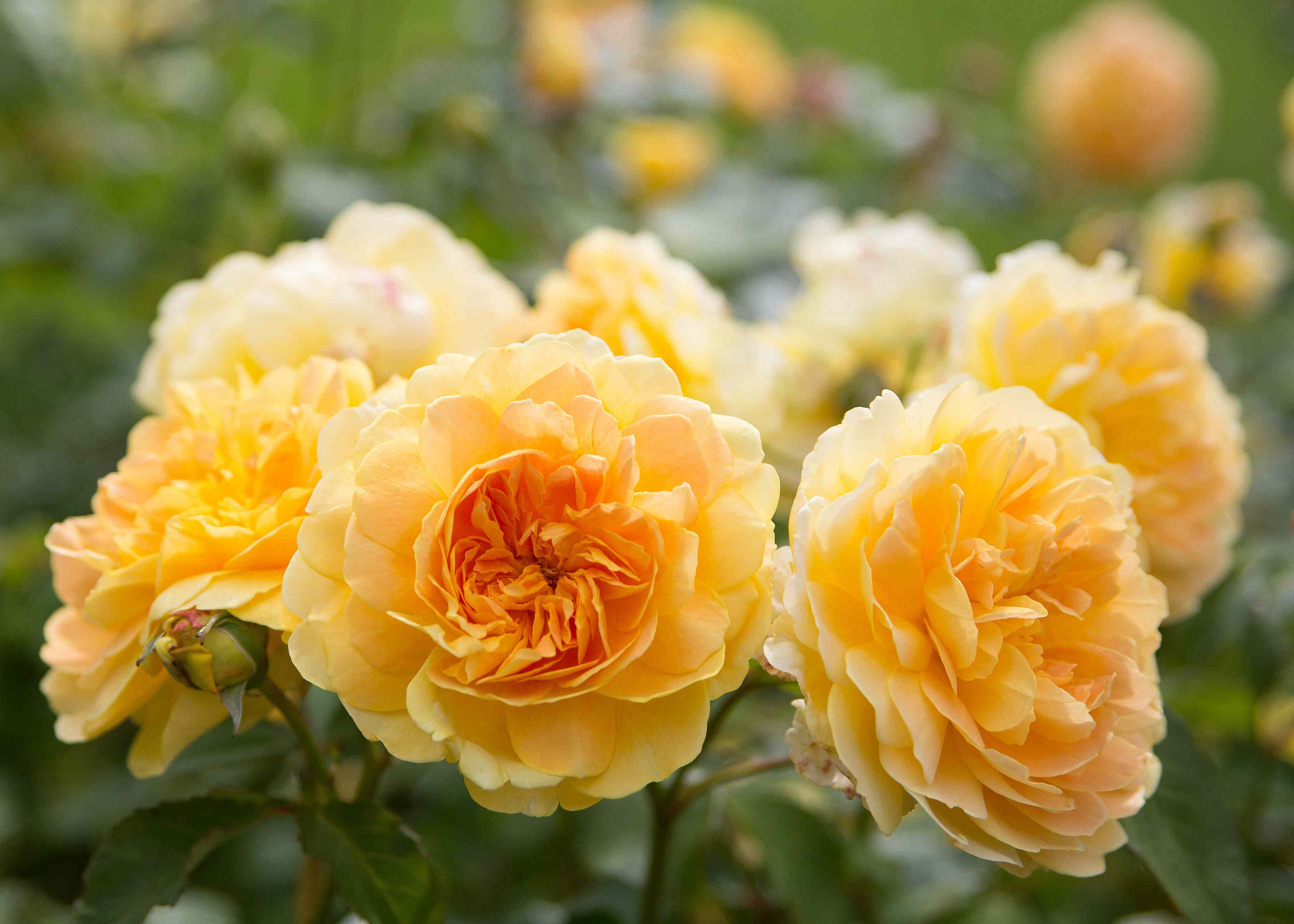 How Epsom Salt Could Extend Your Roses' Blooming Season Into Fall