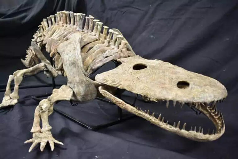 Paleontologist Unearths A Fossil In Texas With A Striking Resemblance ...