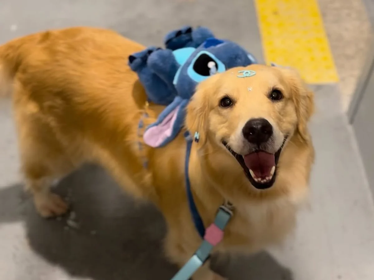 Cachorra reage de forma inesperada ao ser solta da guia