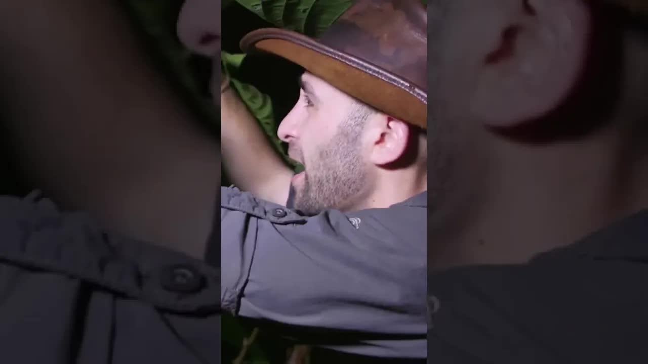 The Caterpillar Sting That Left a Lasting Mark