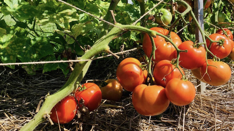 Tomatoes Are Grown Differently In Florida: Try The Easy Weaving Method ...
