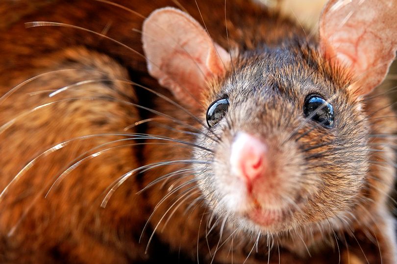 Anyone who lays DIY rat traps or poison issued warning