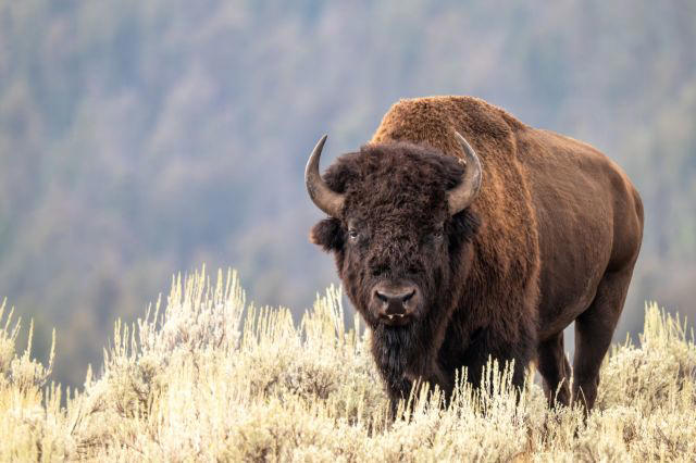 Scary video shows massive bison charging at reckless tourist: 'Why can ...