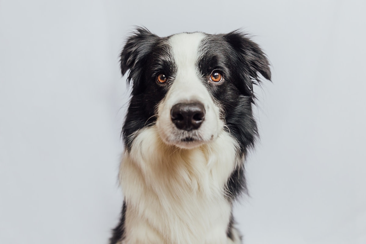Border Collie Excels at 'Secret Word Game' and It's Too Impressive