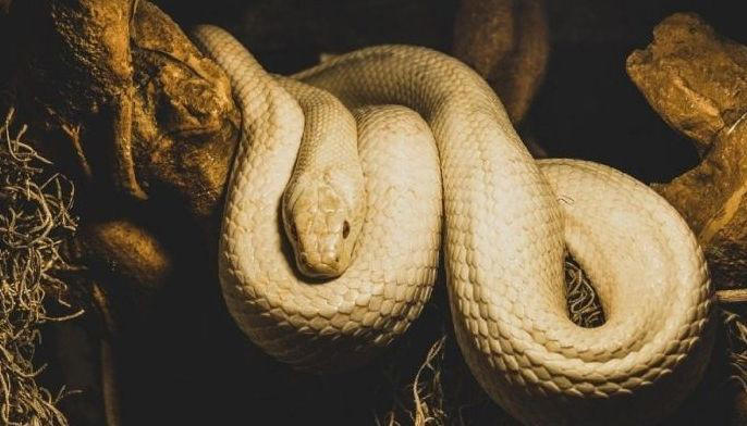 How can Jesus be like a serpent?
