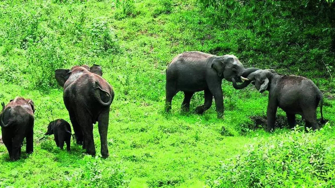 Kerala clears draft bill to kill dangerous wild animals