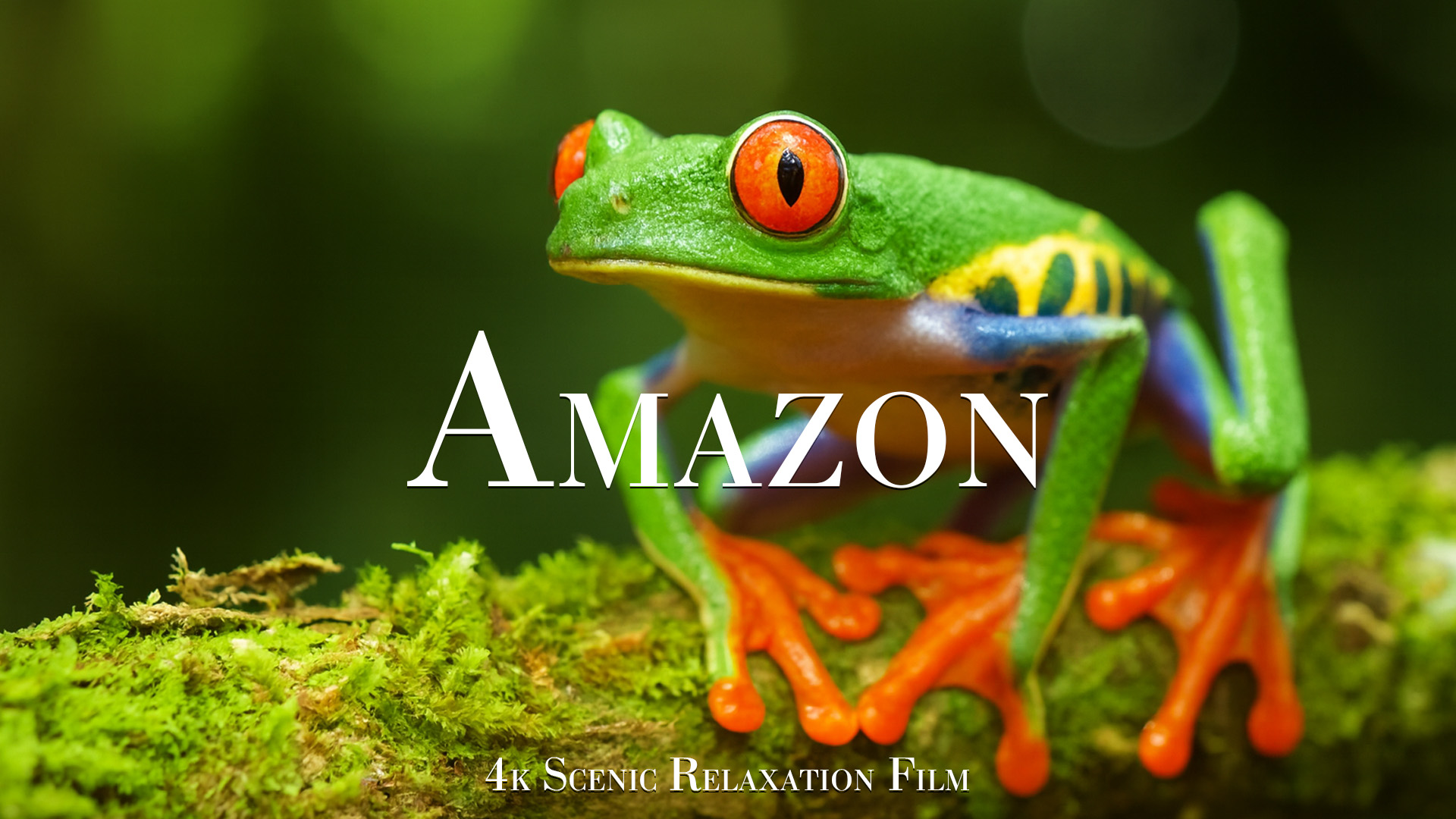 Amazon in Motion – Frogs, Reptiles, and Mammals Captured in 4K