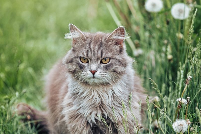 Cats will 'run in the opposite direction' if you do one thing in your ...