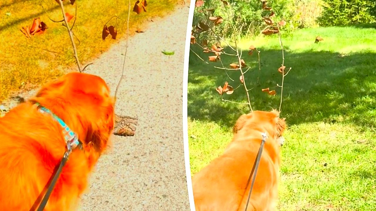 Dog drags branch in front of him like cloak of invisibility