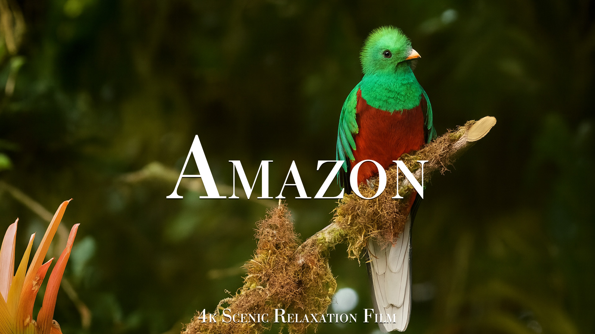 Animais e aves da Amazônia em 4K