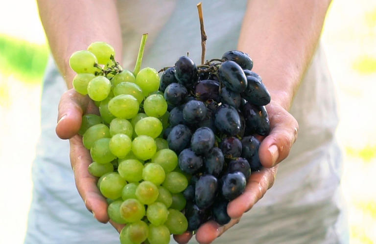 Santé, calories, goût : entre raisin blanc ou noir, lequel favoriser