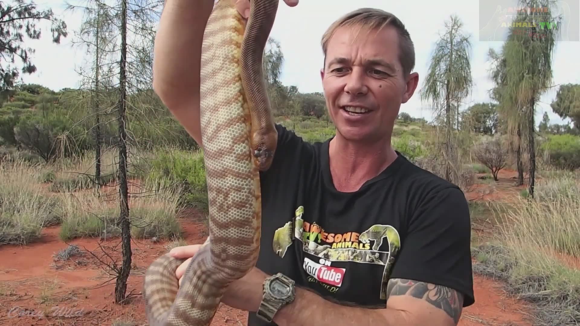 Venomous snake eating python | Snake vs rat hand feeding with top 5 ...