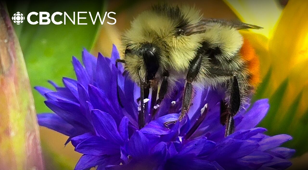 Are these bug myths true?