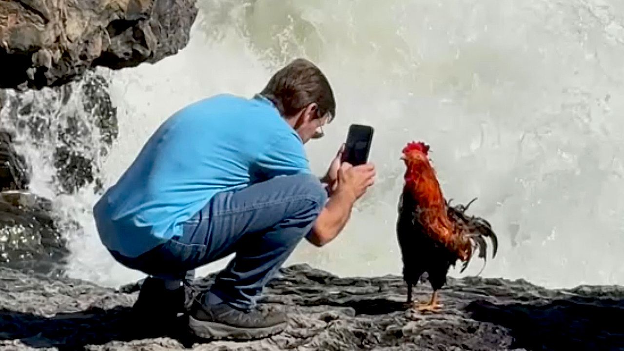 Bizarre moment tourist takes pictures of stuffed rooster at waterfall