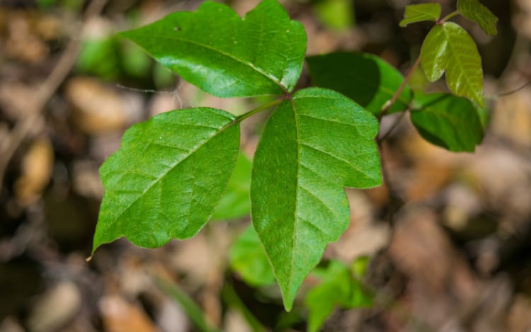 5 Nasty Plants to Dodge While Hunting