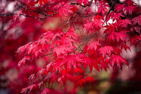 Japanese maples will give you a ‘fiery red spectacular display' after 3 ...