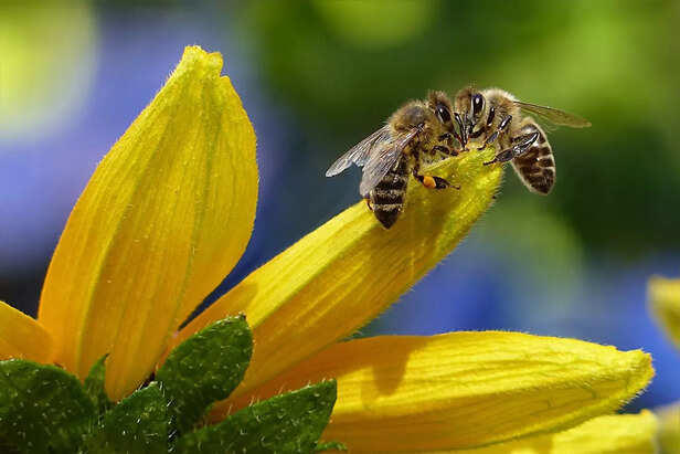 Deadly Animals Living Around Us Without Our Knowledge