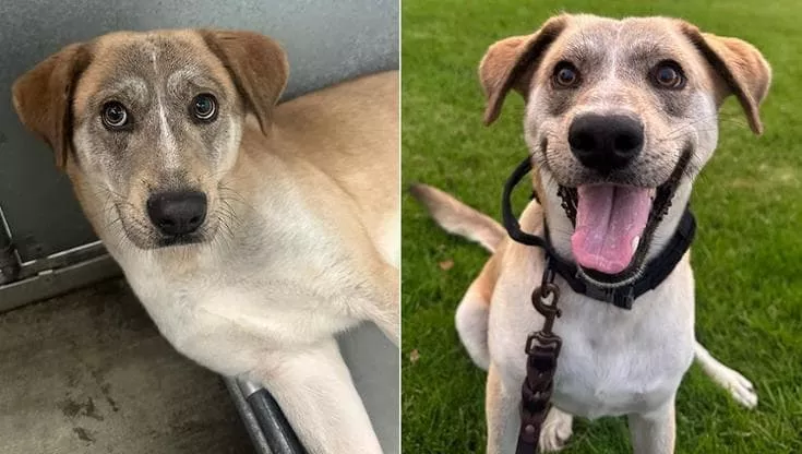 Bandit, il cane salvato dall’eutanasia che oggi non smette di sorridere